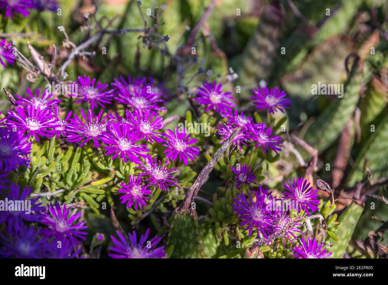 New England Aster in Boyce Thompson Arboretum SP, Arizona Stock Photo ...