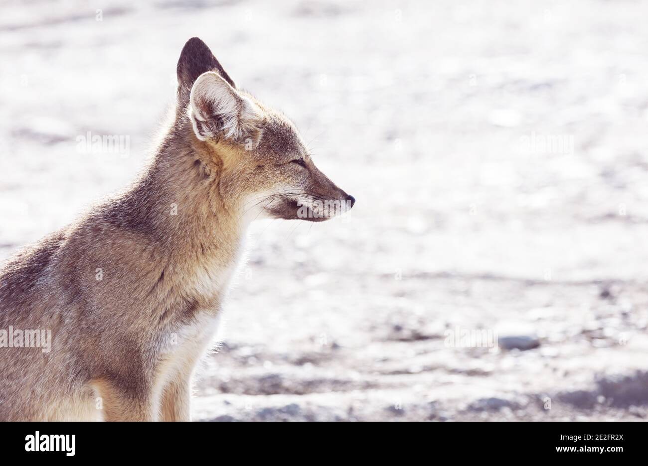 South American gray fox (Lycalopex griseus), Patagonian fox, in ...