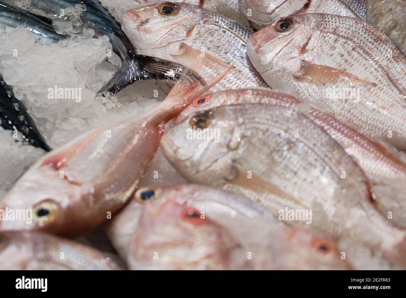 Chilled fish on ice. Red dorado sea fish on fishmonger stall Stock ...