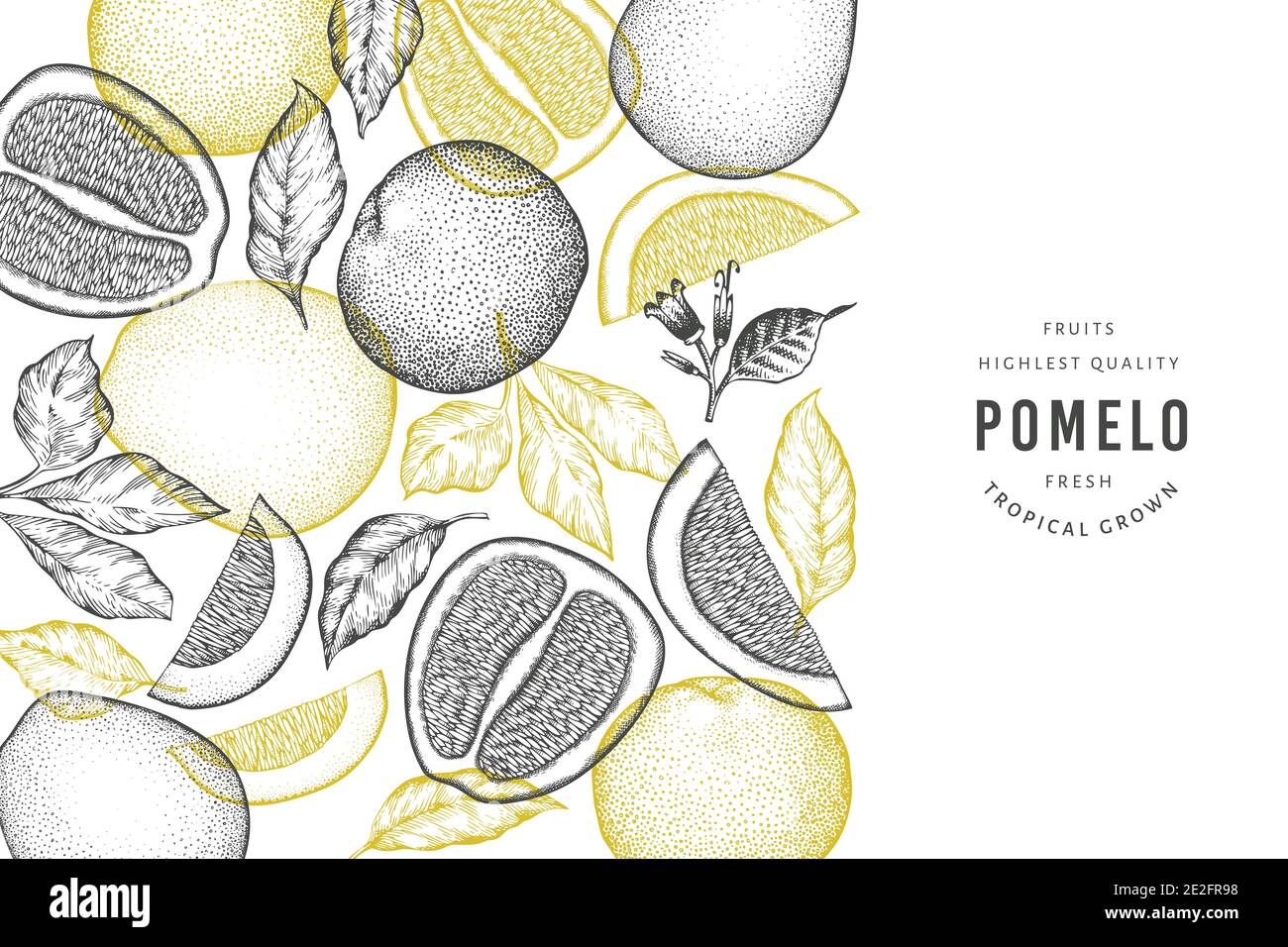 Hand drawn sketch style pomelo banner. Organic fresh fruit vector ...