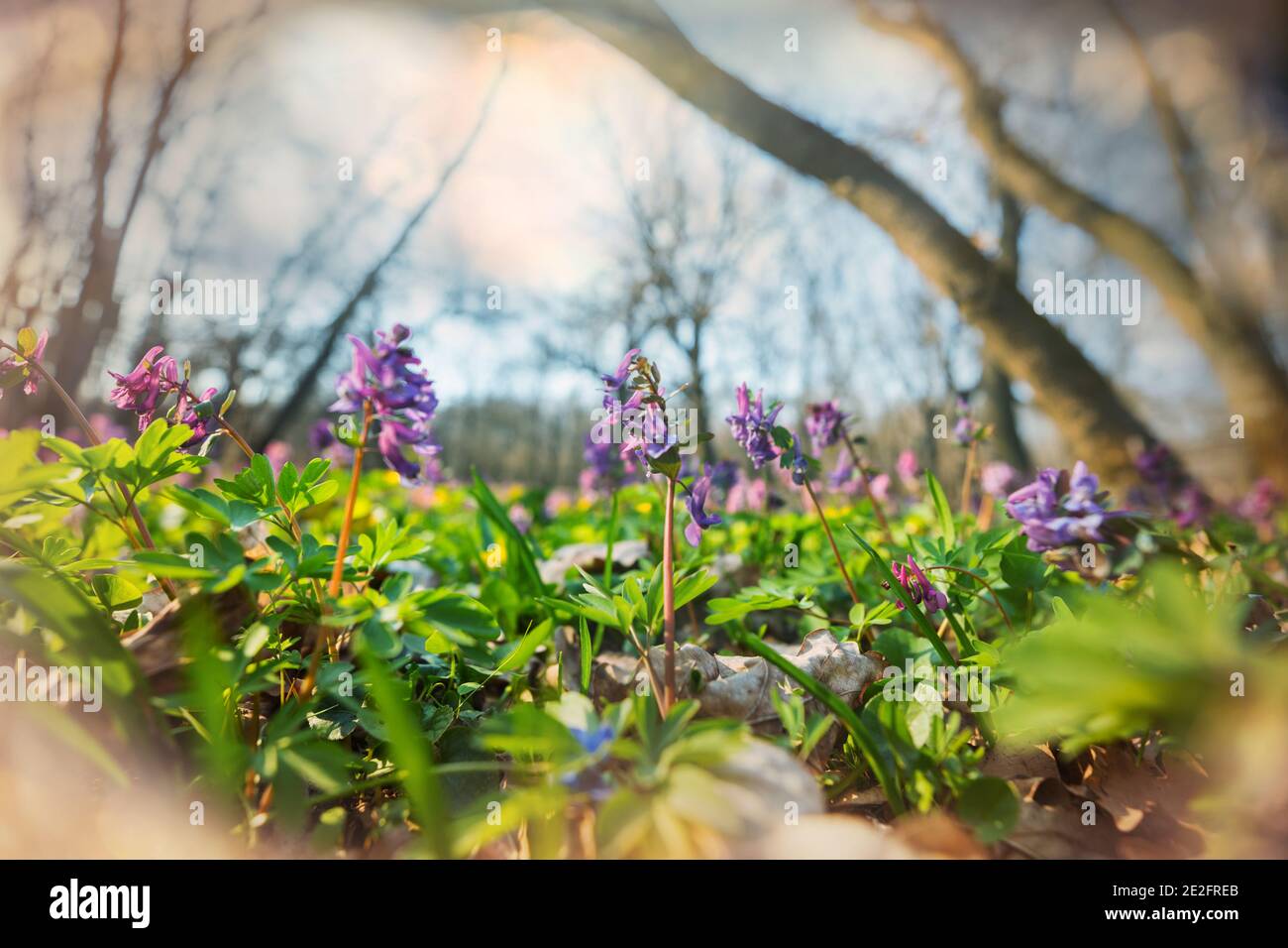 Beautiful woodland landscapes. Spring flowers In the forest Stock Photo ...