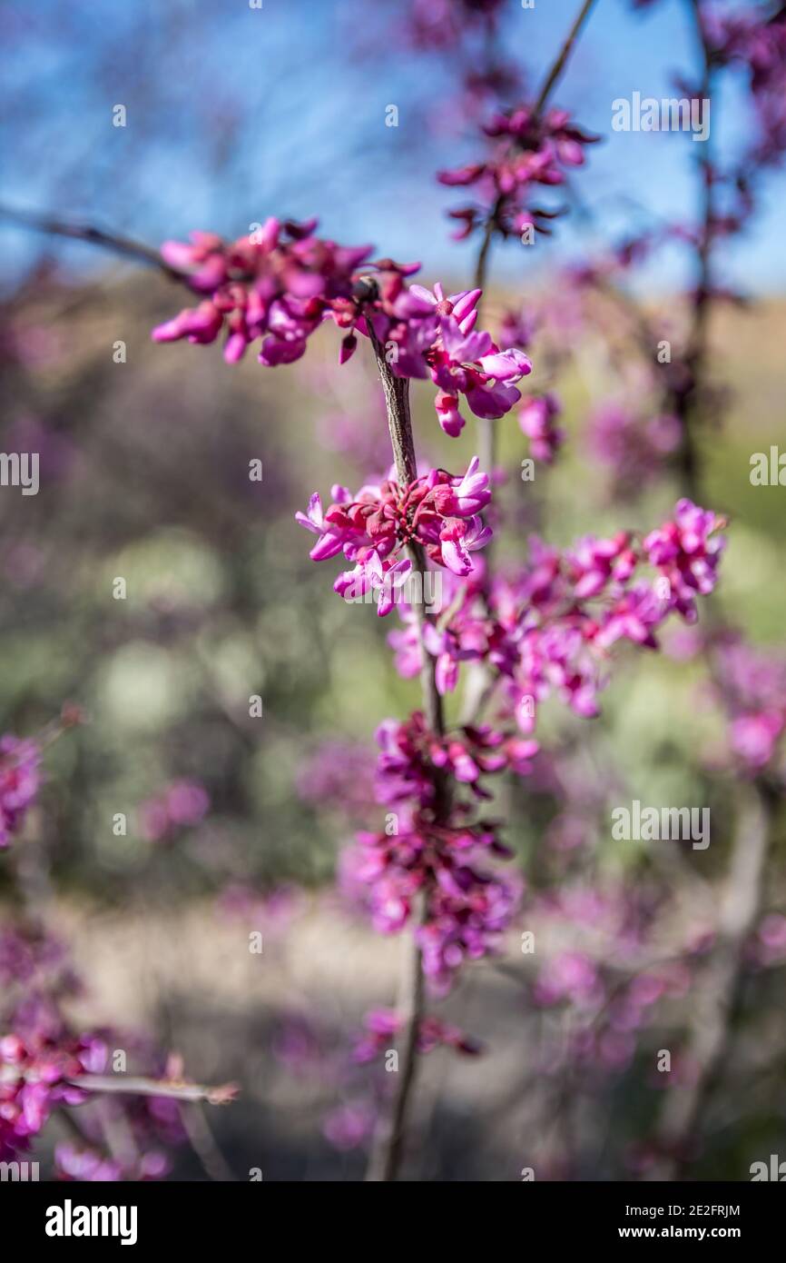 A red violet wildflowers in Boyce Thompson Arboretum SP, Arizona Stock ...