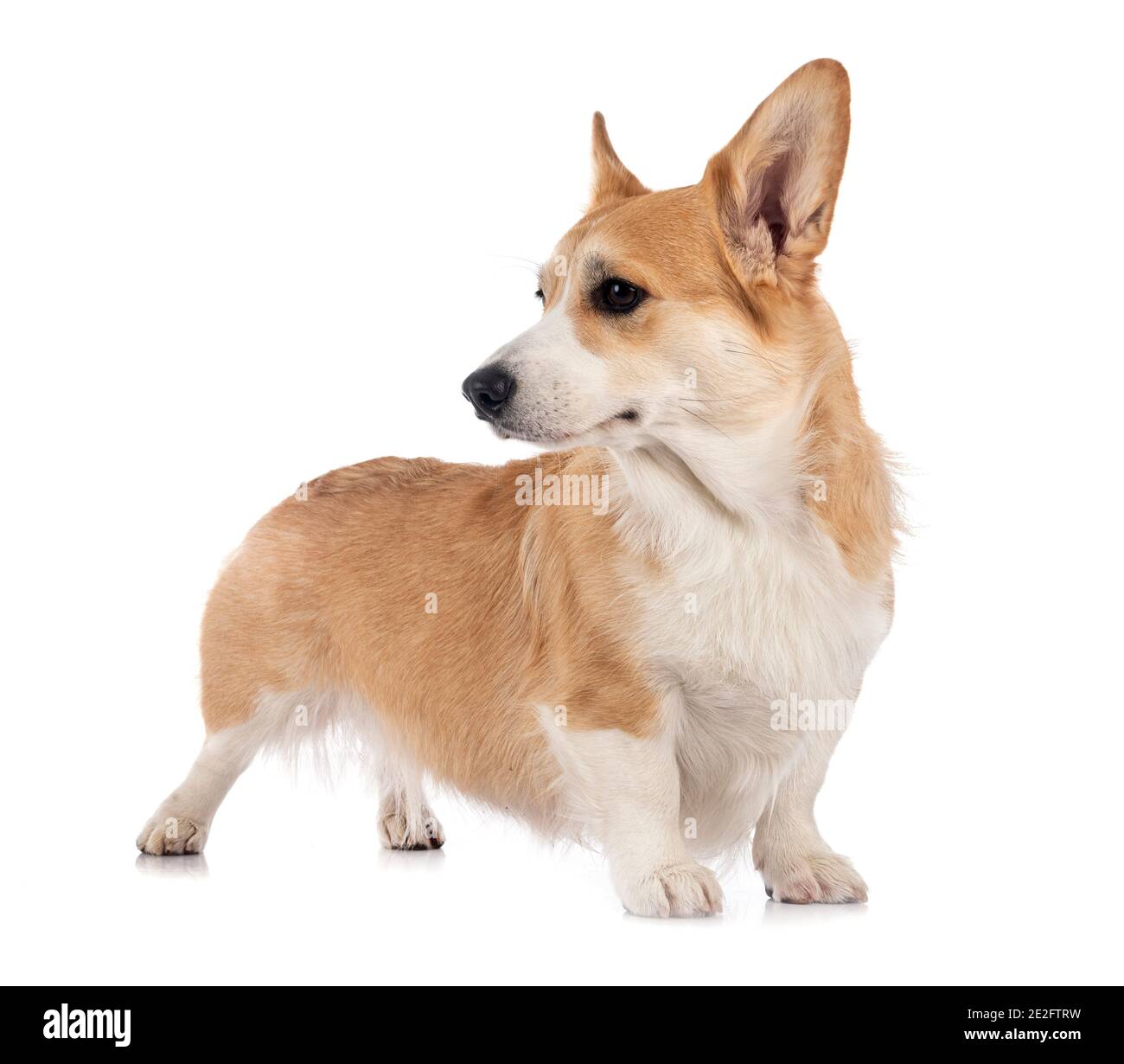young Pembroke Welsh Corgi in front of white background Stock Photo - Alamy