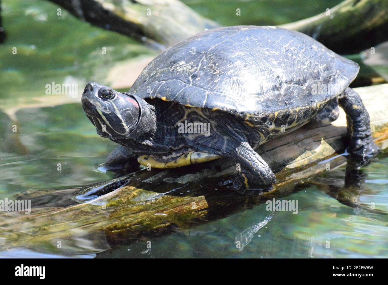Closeup shot of a beautiful turtle with a shiny shell raised on a wood ...