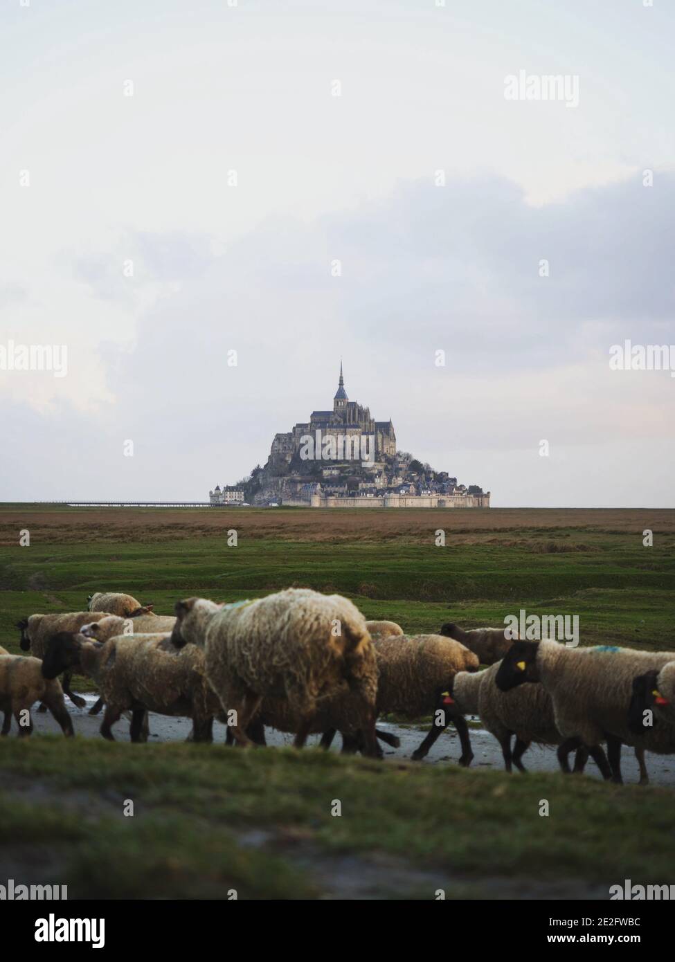 Sheep farm animal panorama landscape view of Mont Saint Michel famous ...