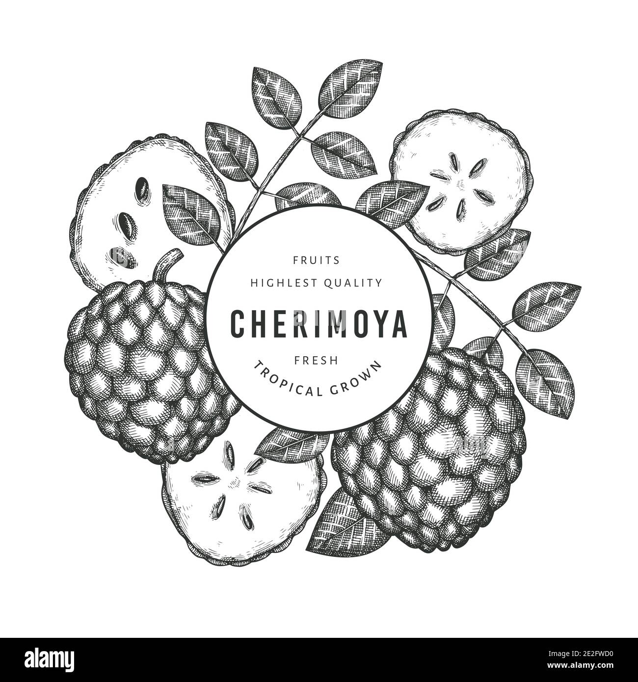 Hand drawn sketch style cherimoya banner. Organic fresh fruit vector ...