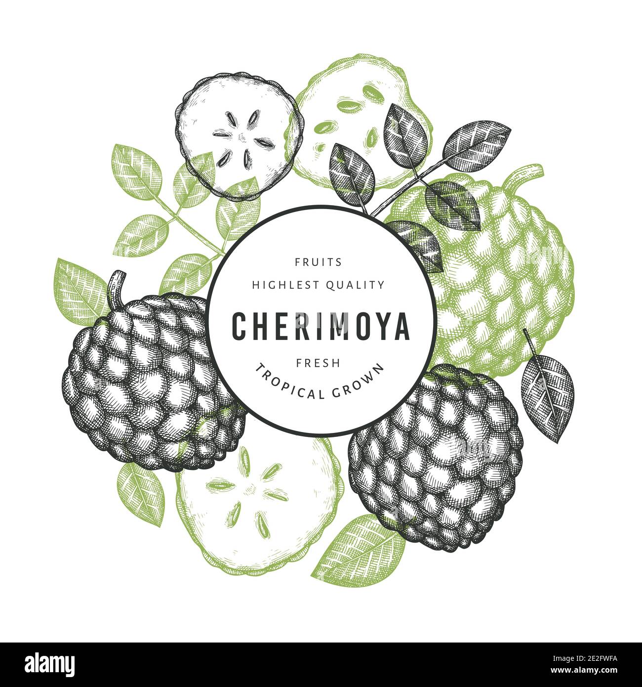 Hand drawn sketch style cherimoya banner. Organic fresh fruit vector ...