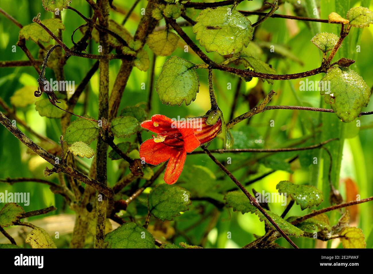 Solandri hi-res stock photography and images - Alamy