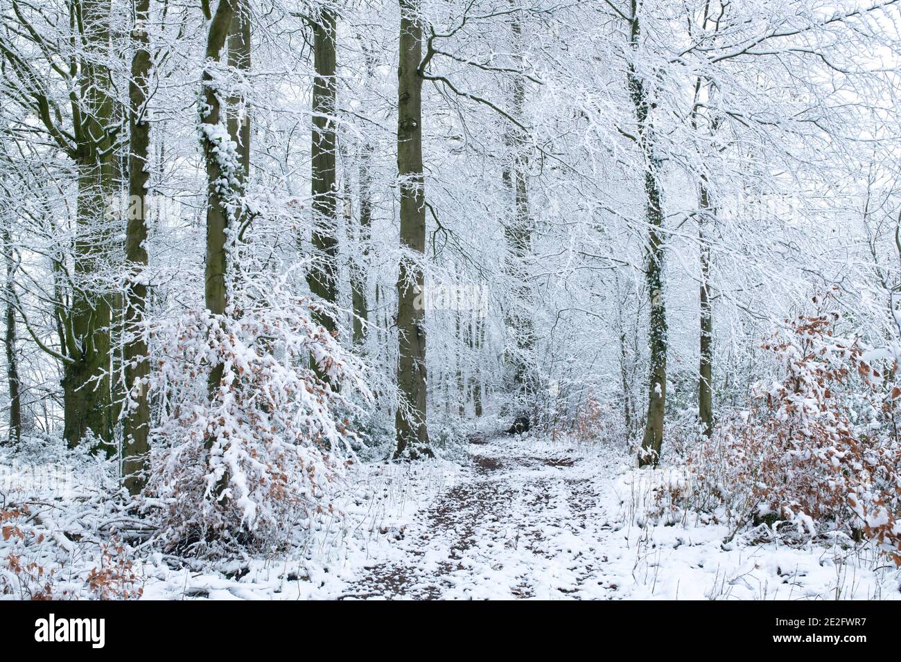 Trees snowing hi-res stock photography and images - Alamy