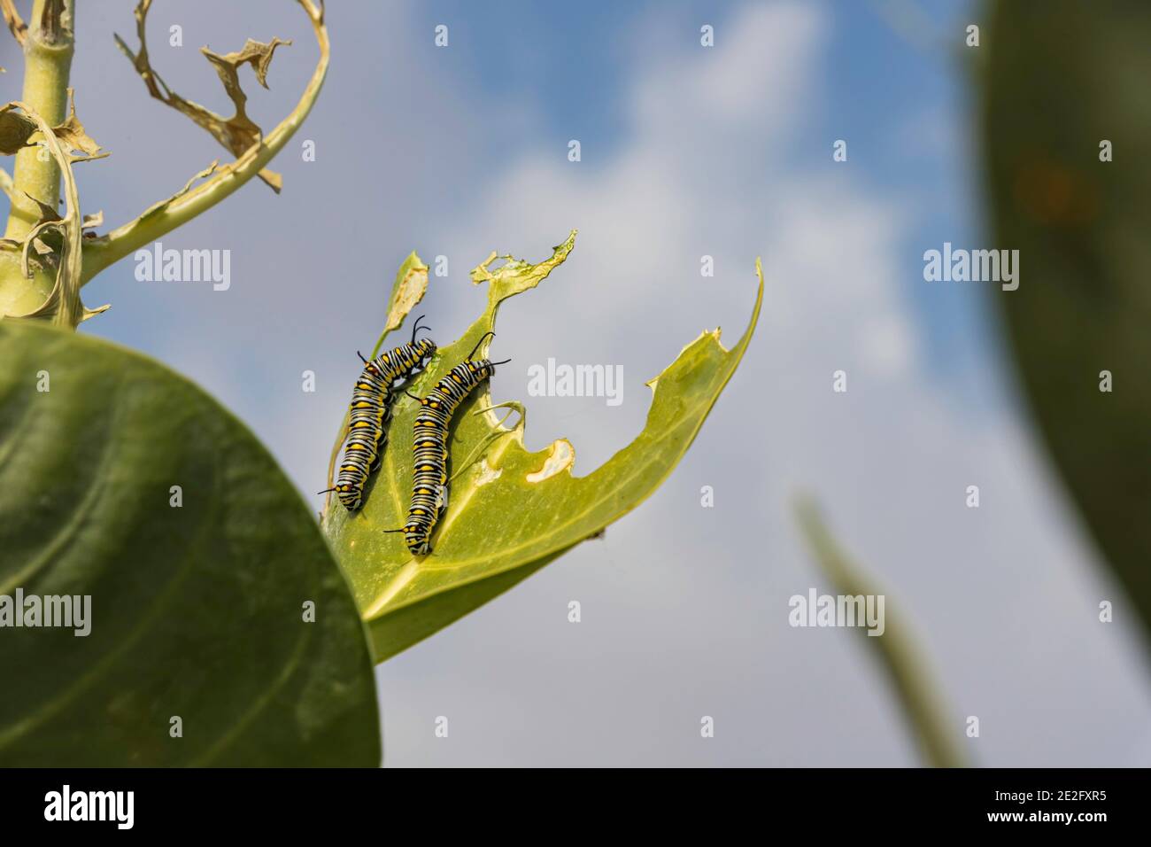Monarch butterfly caterpillars close up eating a leaf of a plant Stock ...