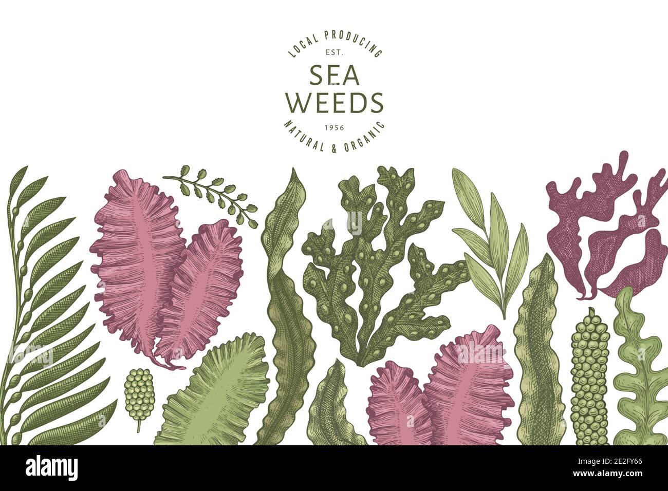 Seaweed color design template. Hand drawn vector seaweeds illustration ...