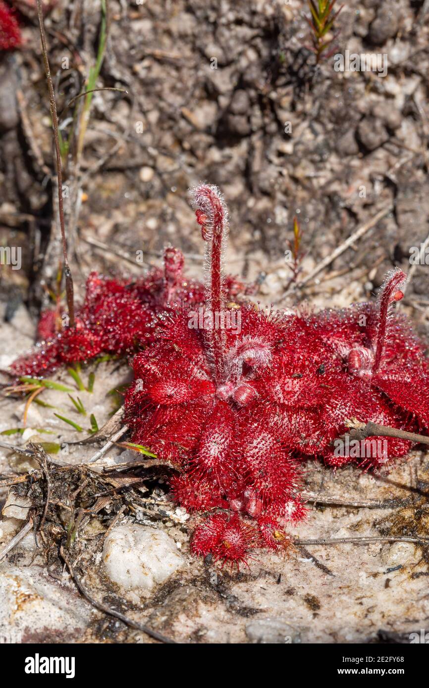 Some red Rosettes of Drosera tomentosa with flower stalk in natural ...