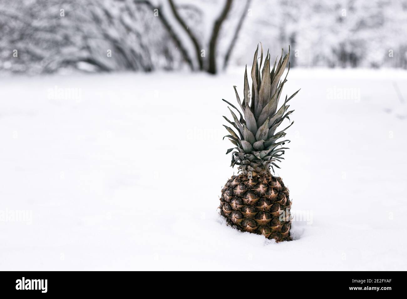 Pineapple in the snow. Sweet tropical fruit Stock Photo - Alamy