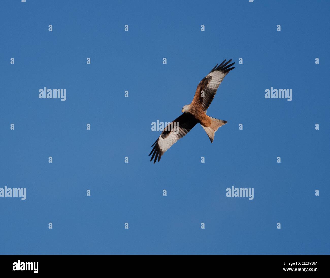 Red Kite in Flight with a blue sky background, showing the underside of ...