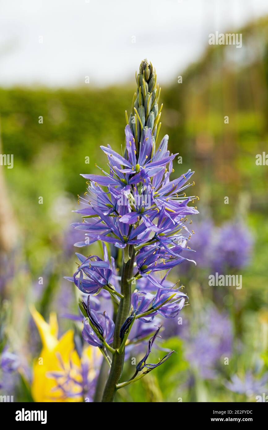 Single stem wild flower hi-res stock photography and images - Alamy