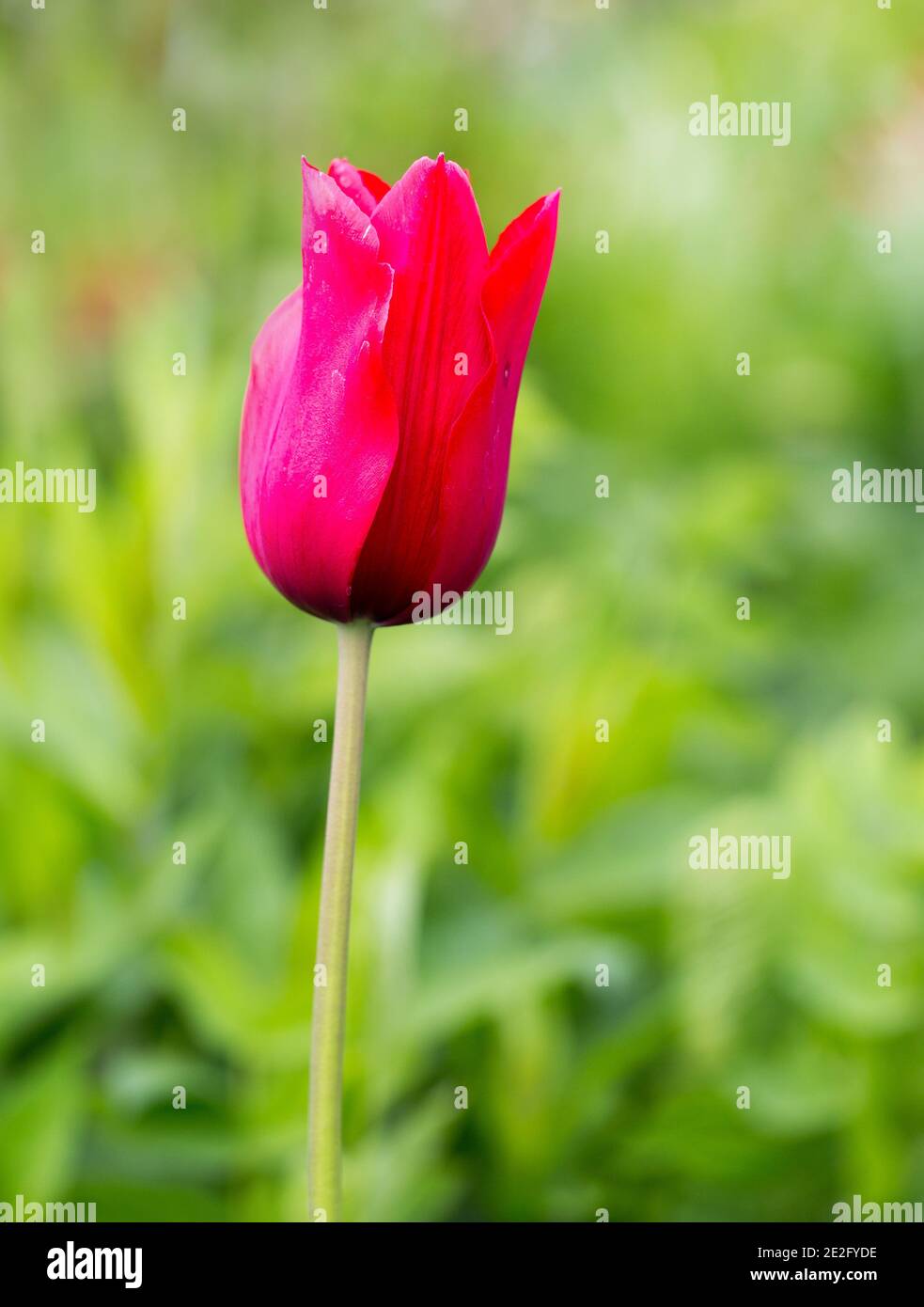 Isolated Bright Red Tulip Flower in Bloom Stock Photo - Alamy