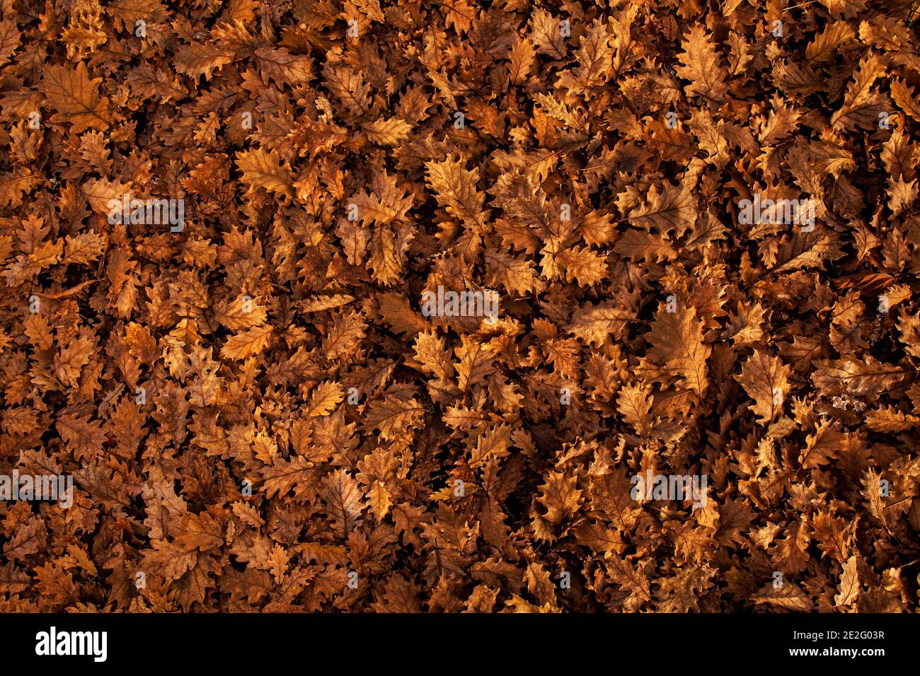 Covered with dead leaves hi-res stock photography and images - Alamy