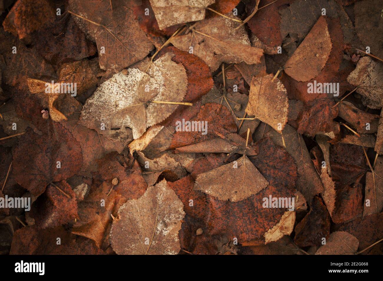 Covered with dead leaves hi-res stock photography and images - Alamy