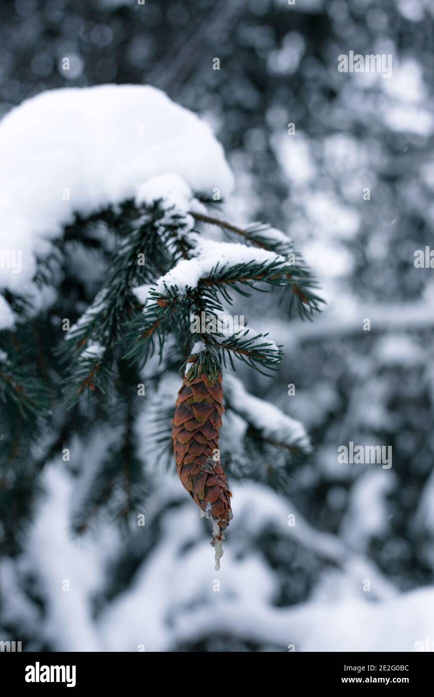 Alpine pine cone snow hi-res stock photography and images - Alamy