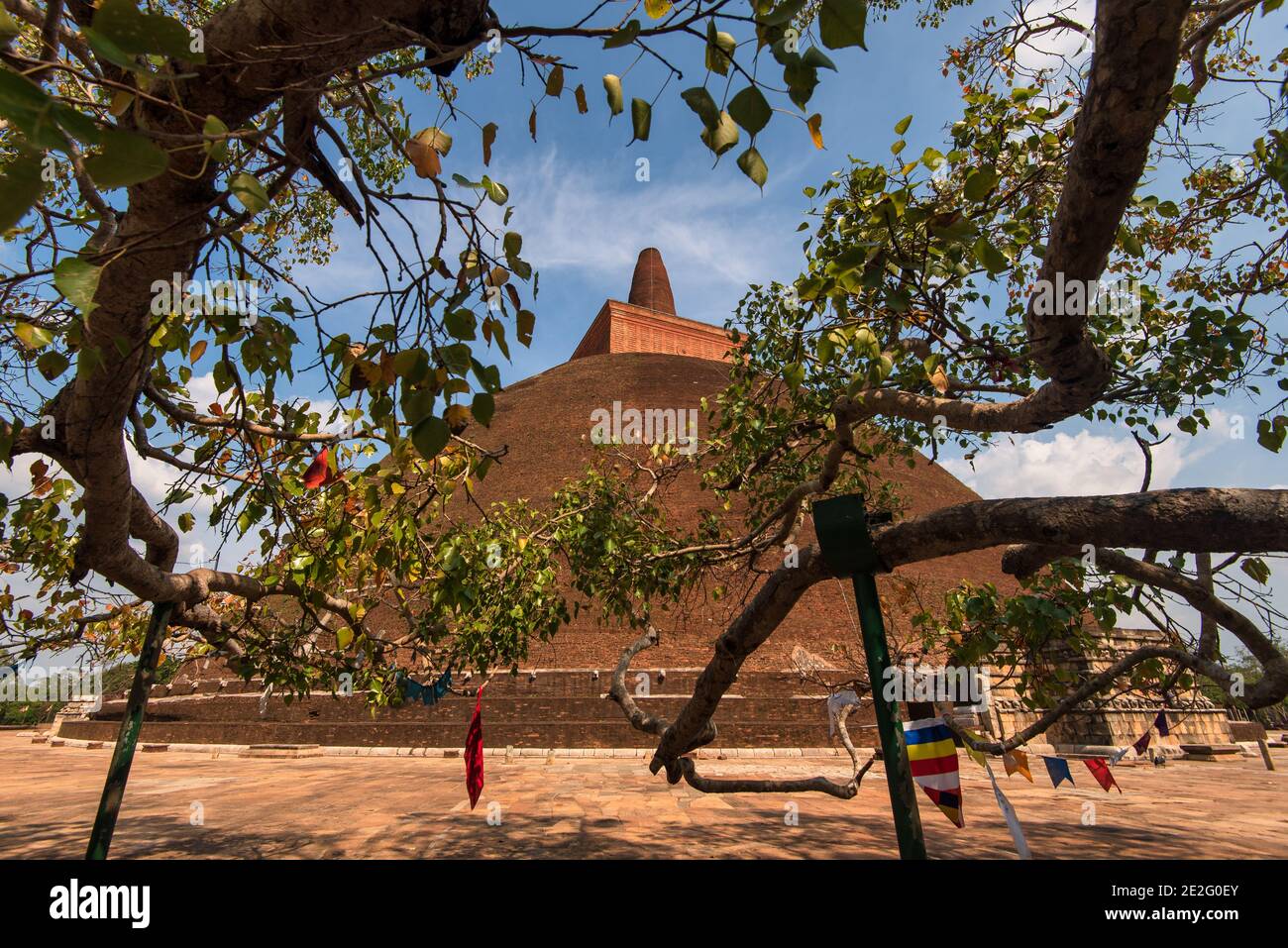 View through a tree on Giant red brick stupa of Abayagiri Monastery ...