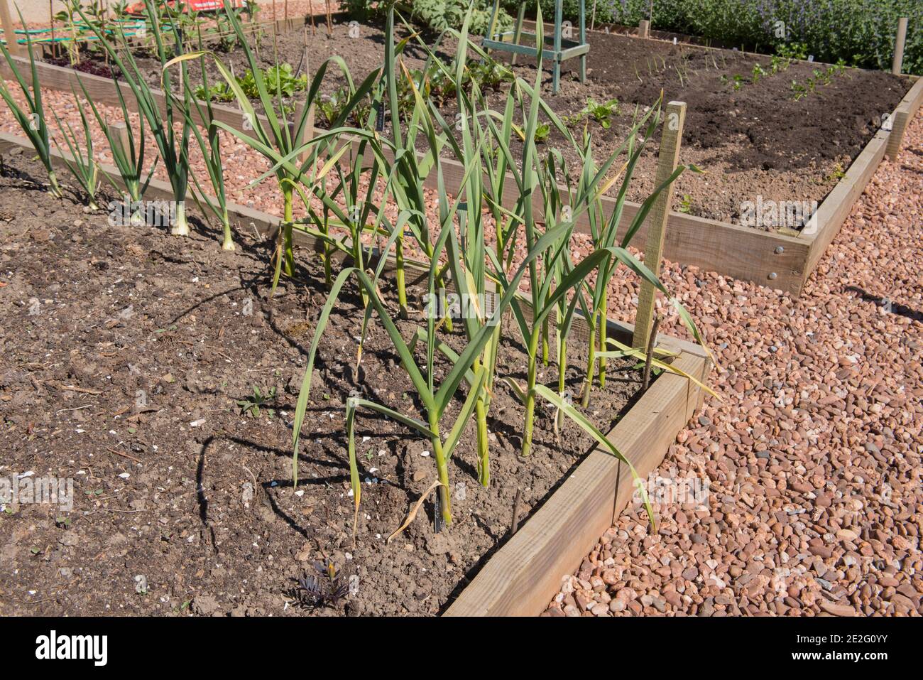 Allium sativum plant plants hi-res stock photography and images - Alamy