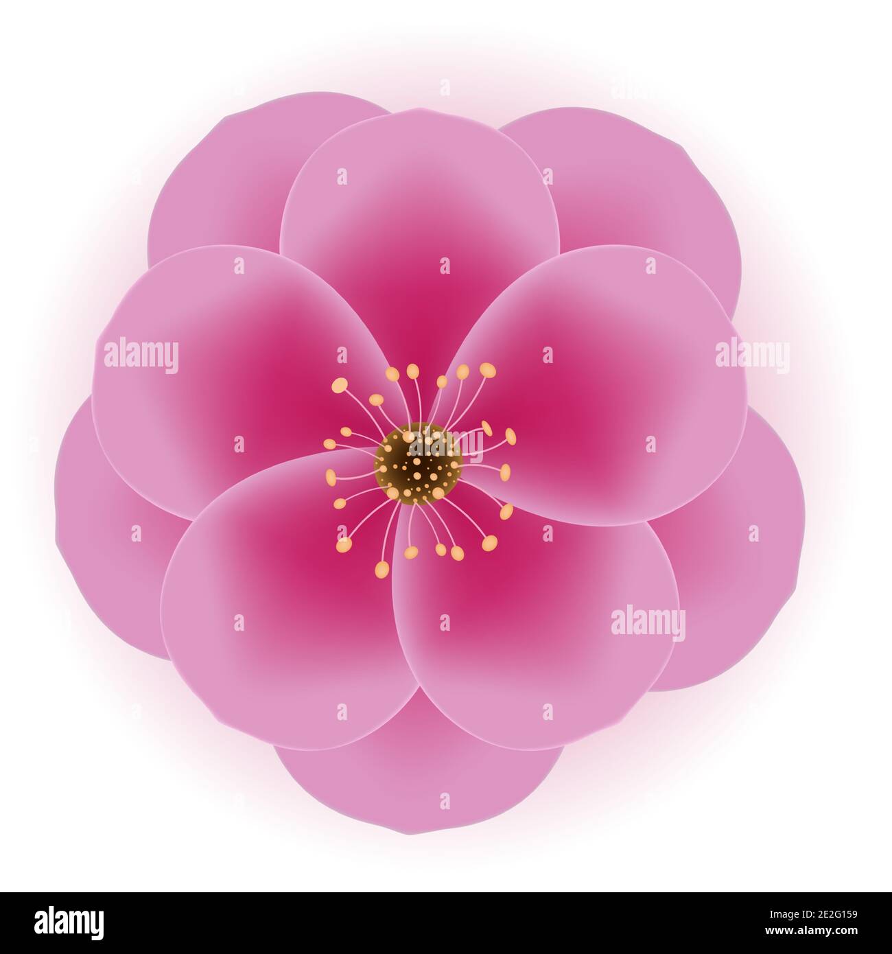 Beautiful realistic sakura japan Cut Out Stock Images & Pictures - Alamy