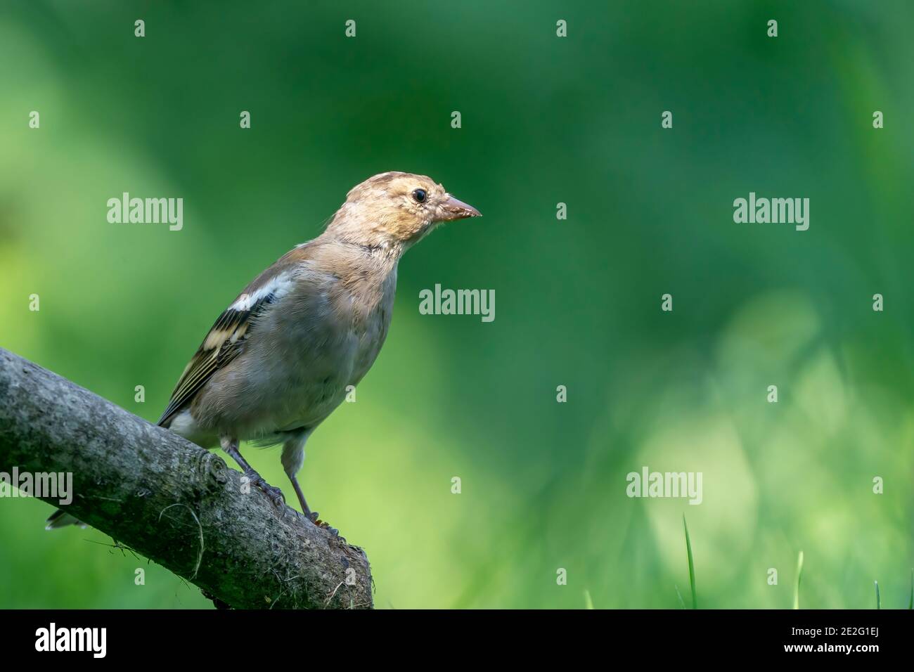 Greenfinches perched in tree hi-res stock photography and images - Alamy