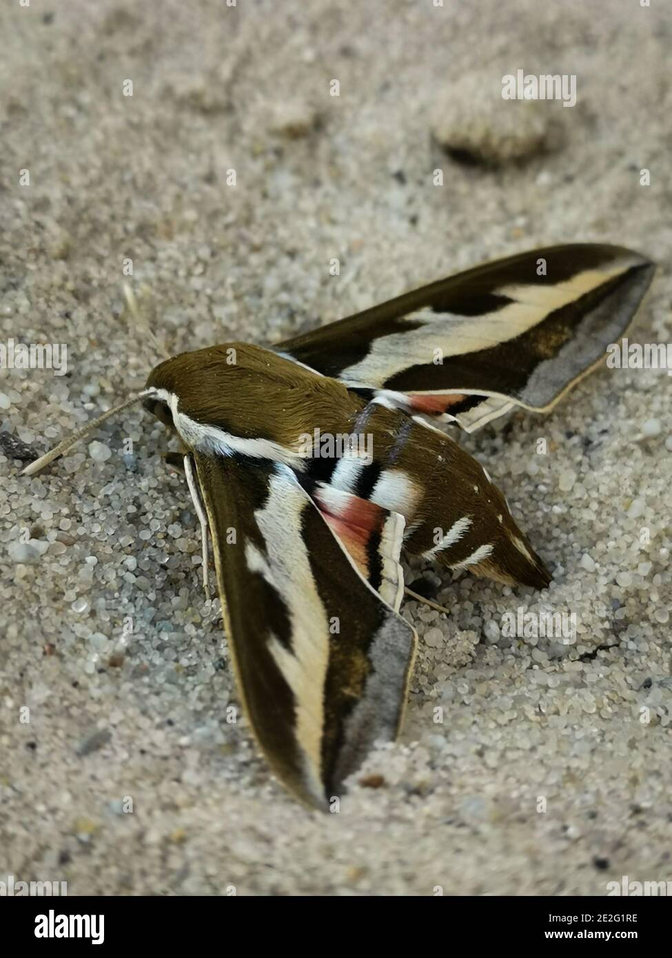 Closeup shot of a bedstraw hawk-moth on sand Stock Photo - Alamy