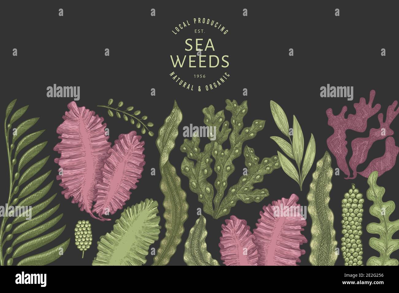 Seaweed color design template. Hand drawn vector seaweeds illustrations ...