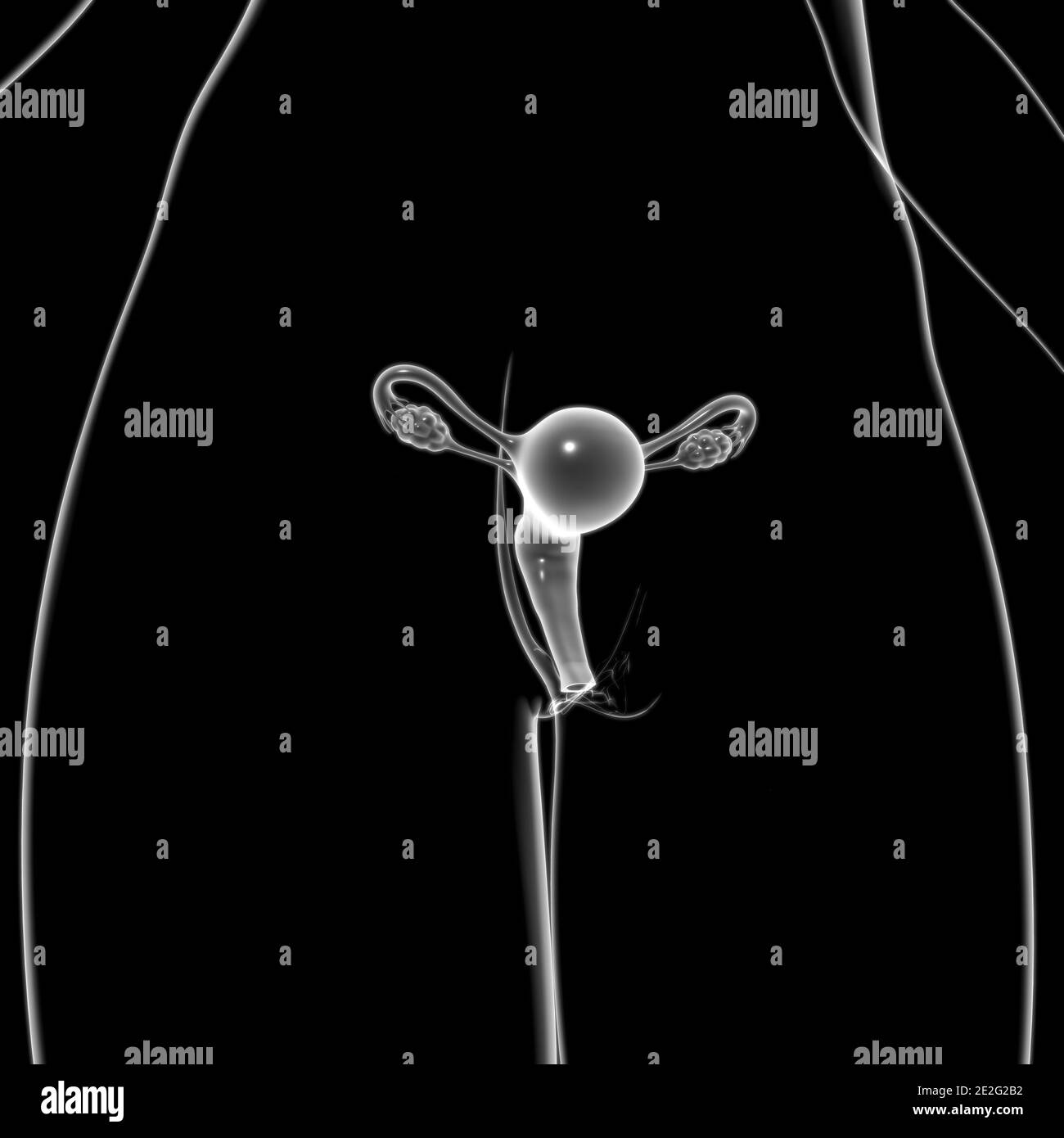 Female Reproductive System Anatomy For Medical Concept 3D Illustration ...