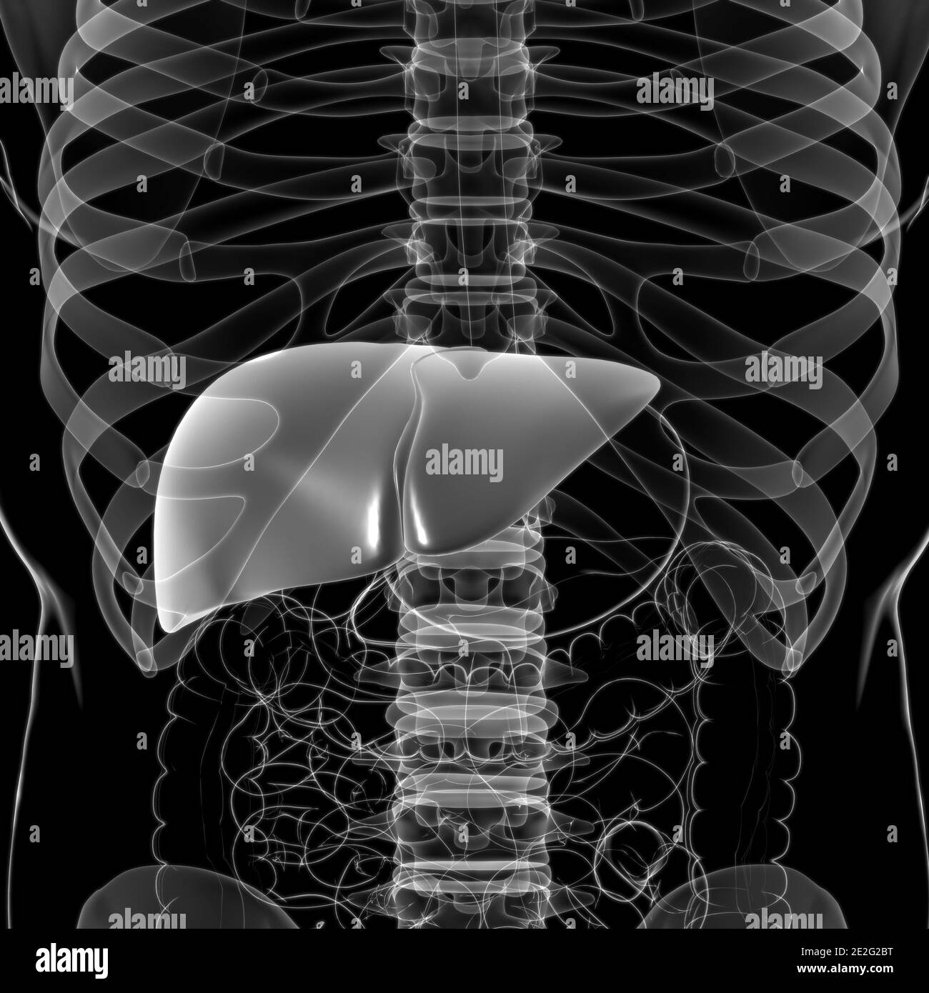 Liver 3D Illustration Human Digestive System Anatomy For Medical ...