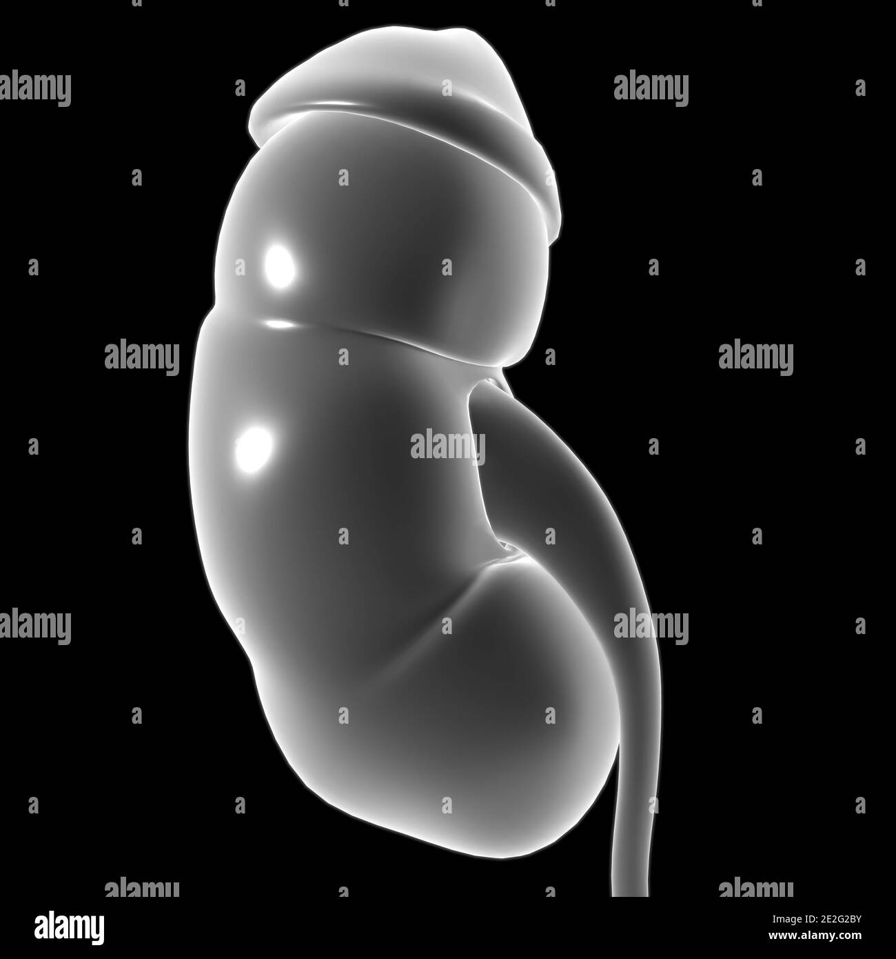 Human Urinary System Kidneys with Bladder Anatomy For Medical Concept ...
