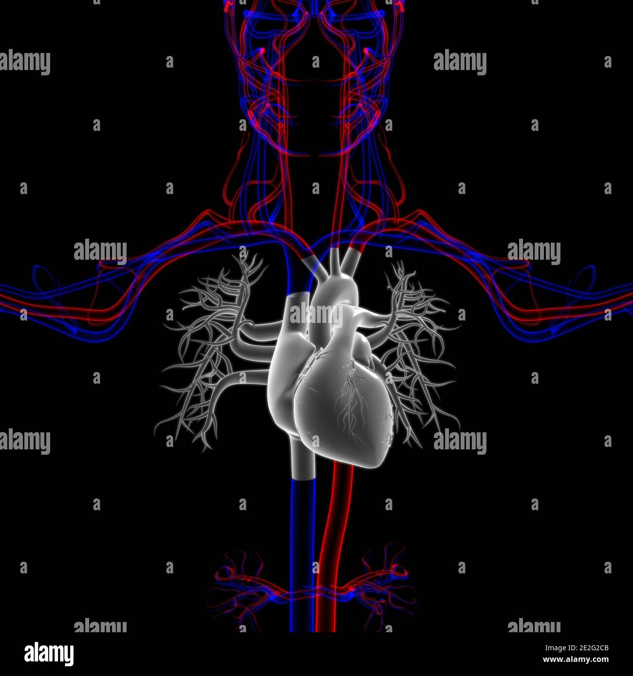 Human Heart Anatomy For Medical Concept 3D Illustration Stock Photo - Alamy