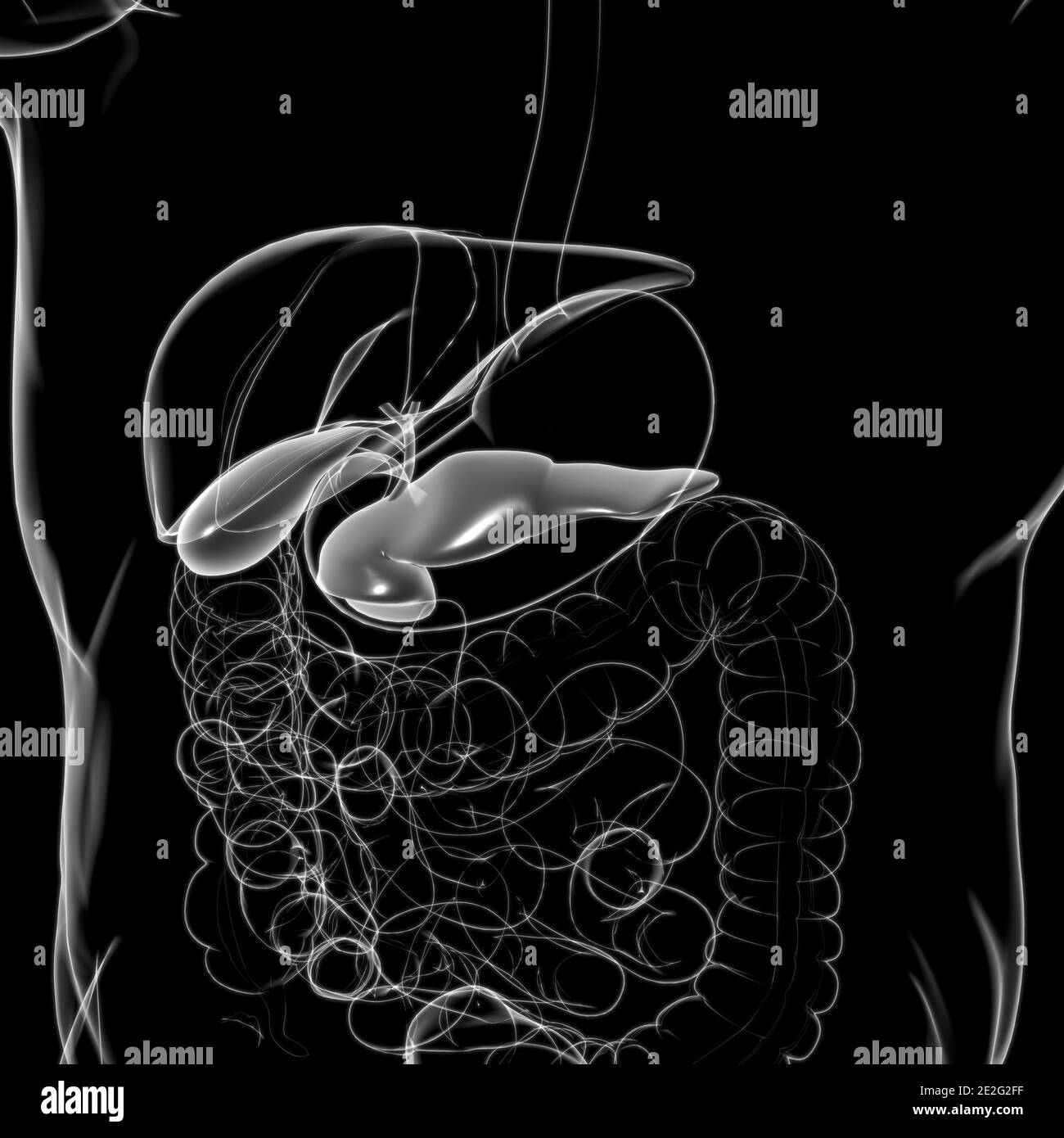 Relations Of Pancreas
