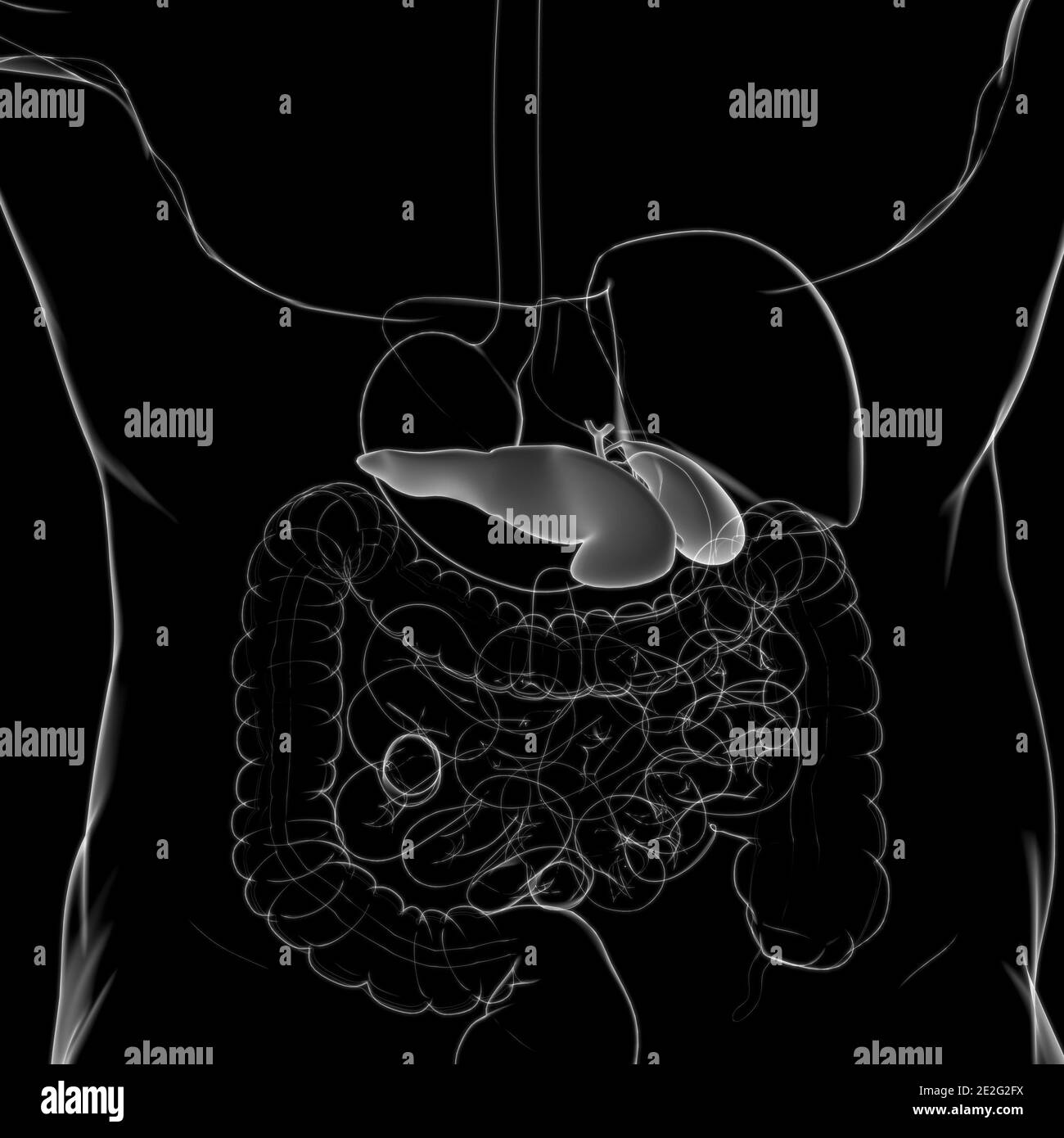 Gall Bladder Human Digestive System Anatomy For Medical Concept 3D ...