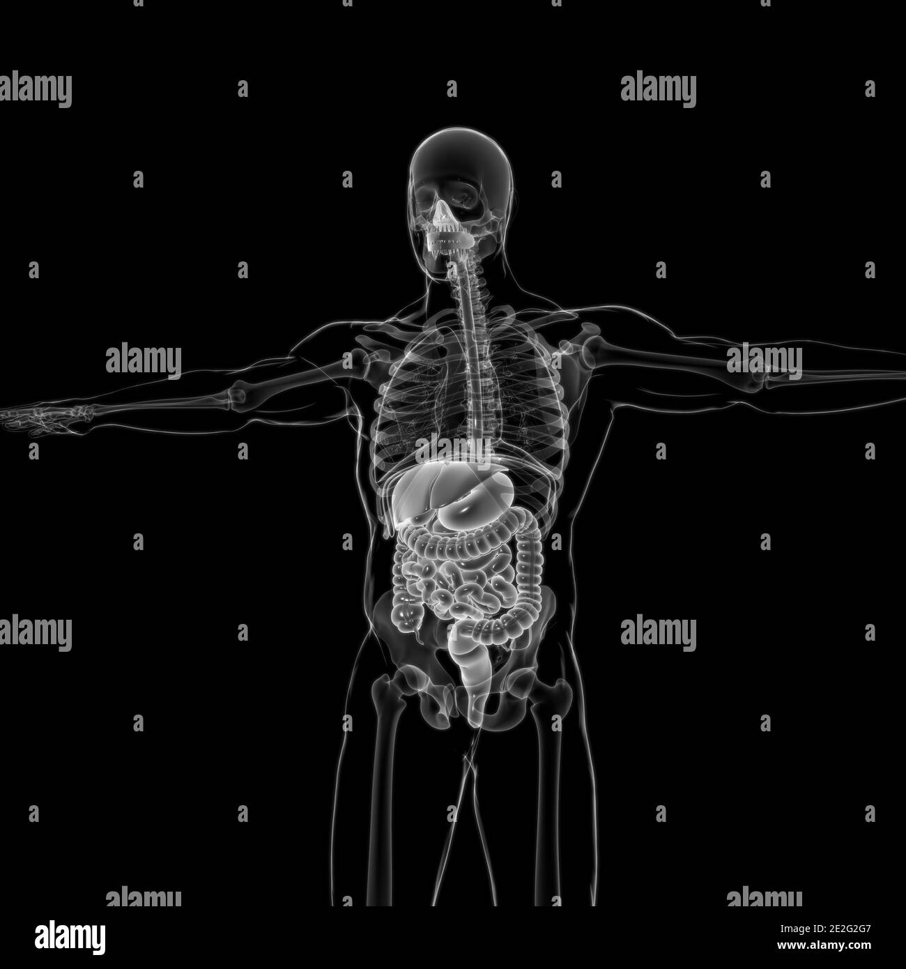 Digestive system diagram Black and White Stock Photos & Images - Alamy