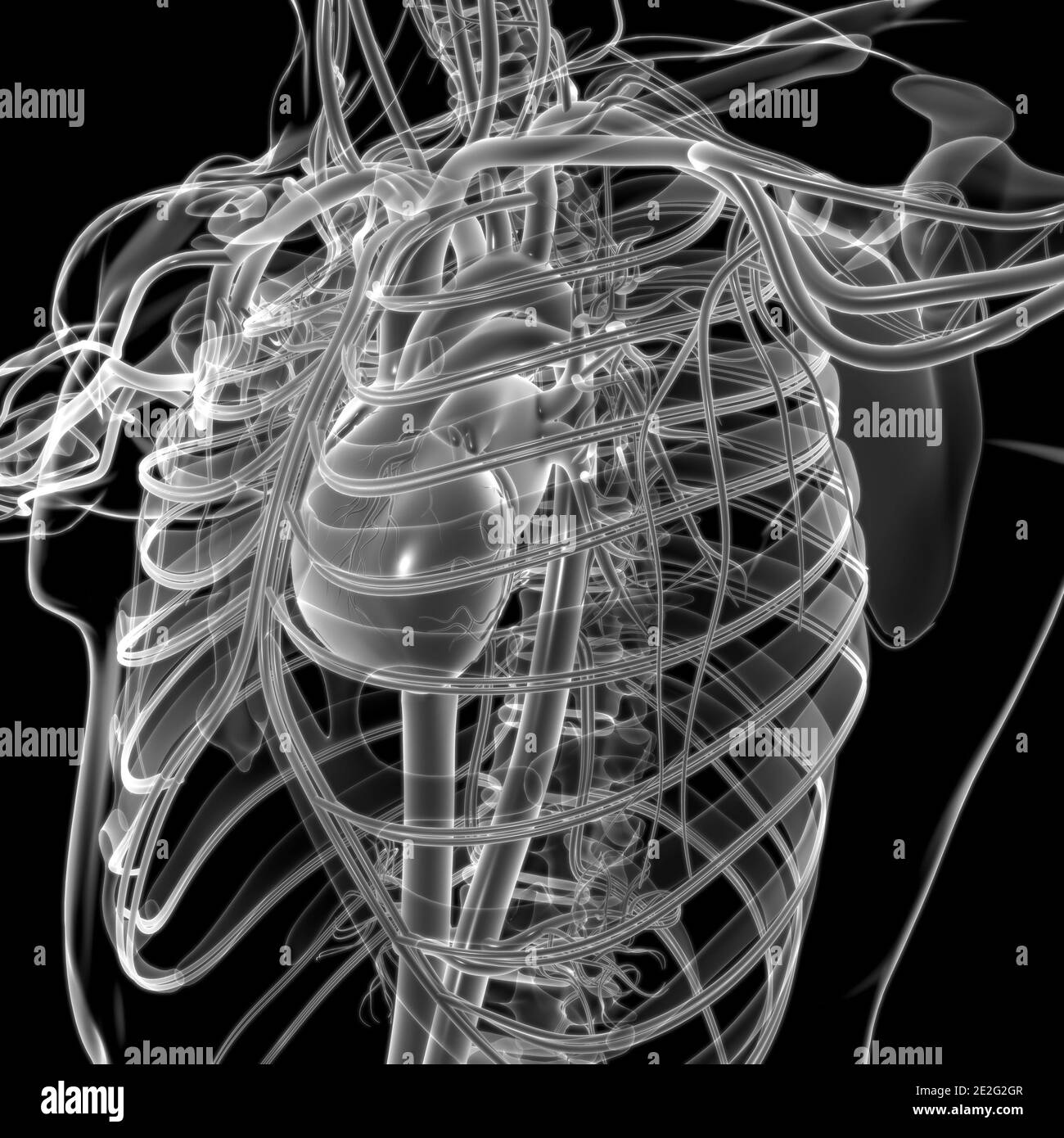 Human Heart With Circulatory System Anatomy For Medical Concept 3D ...