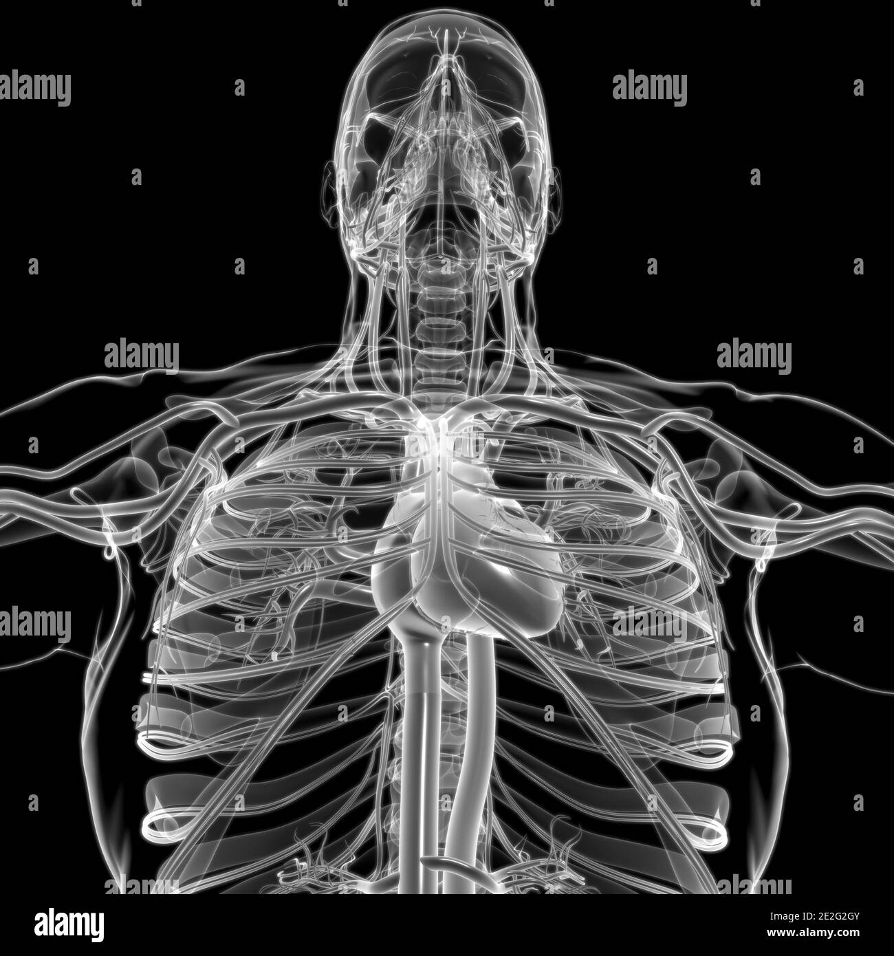 Human Heart With Circulatory System Anatomy For Medical Concept 3D ...