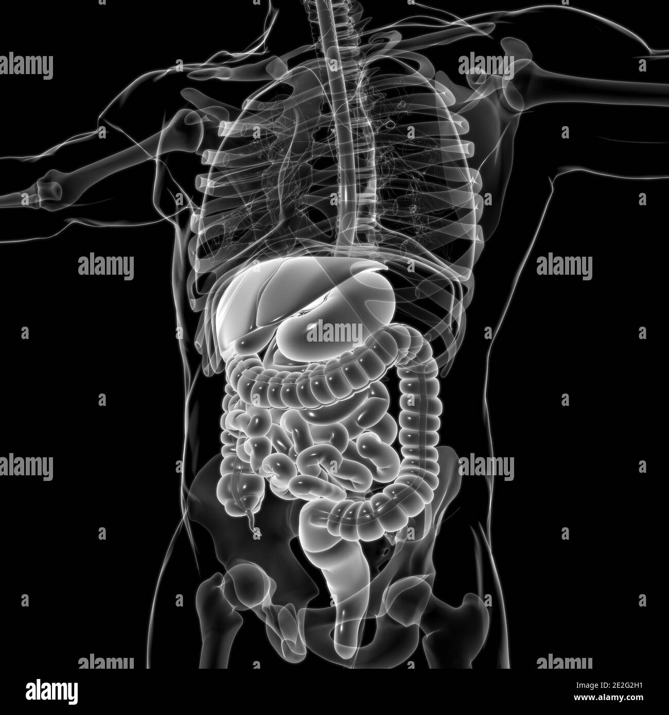 Human Digestive System Anatomy For Medical Concept 3D Illustration ...