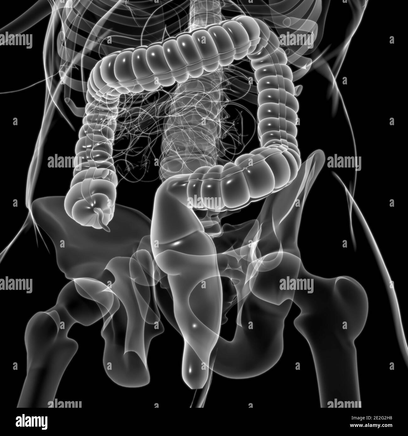 Large Intestine 3D Illustration Human Digestive System Anatomy For ...
