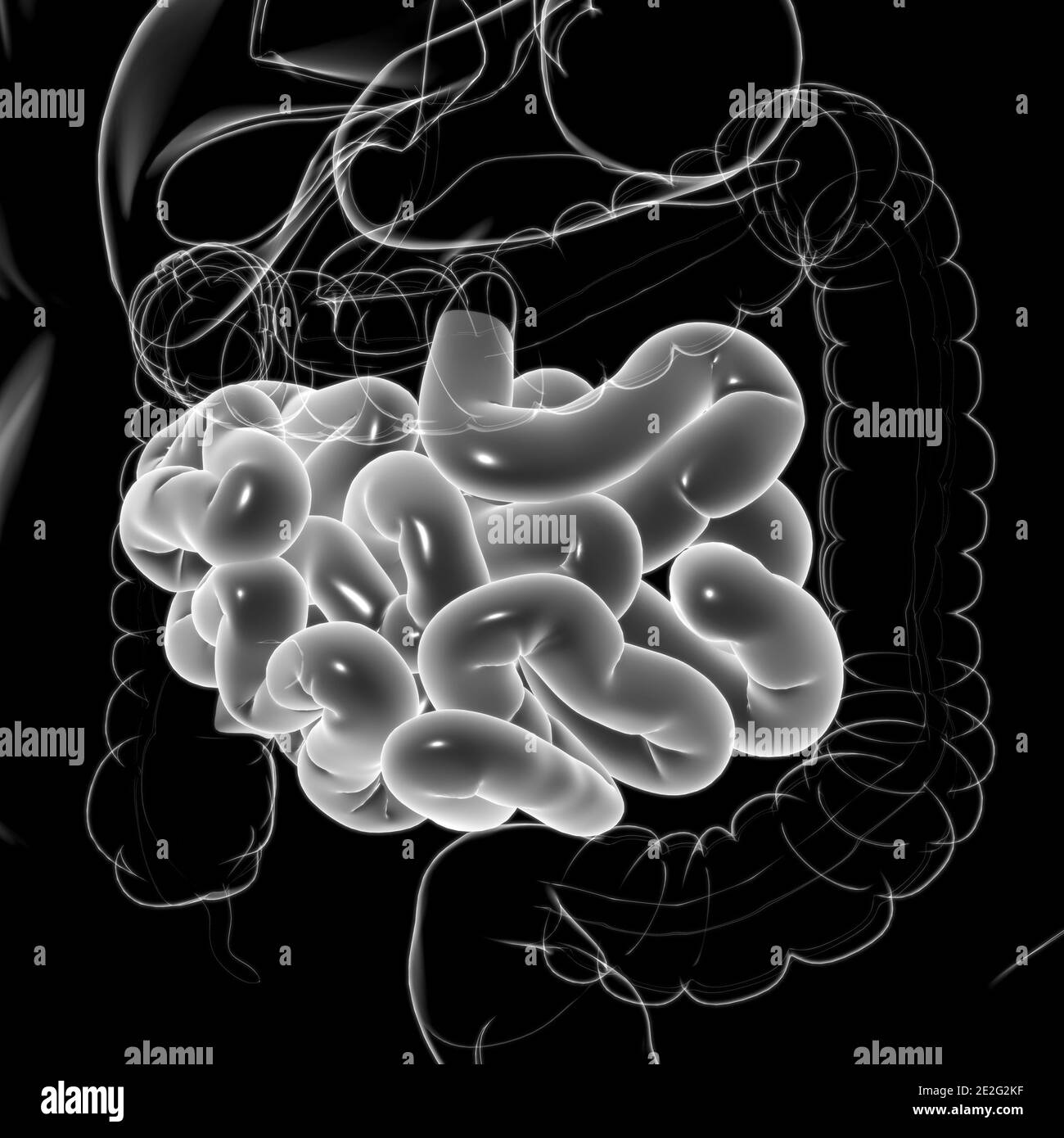 Small Intestine 3D Illustration Human Digestive System Anatomy For ...
