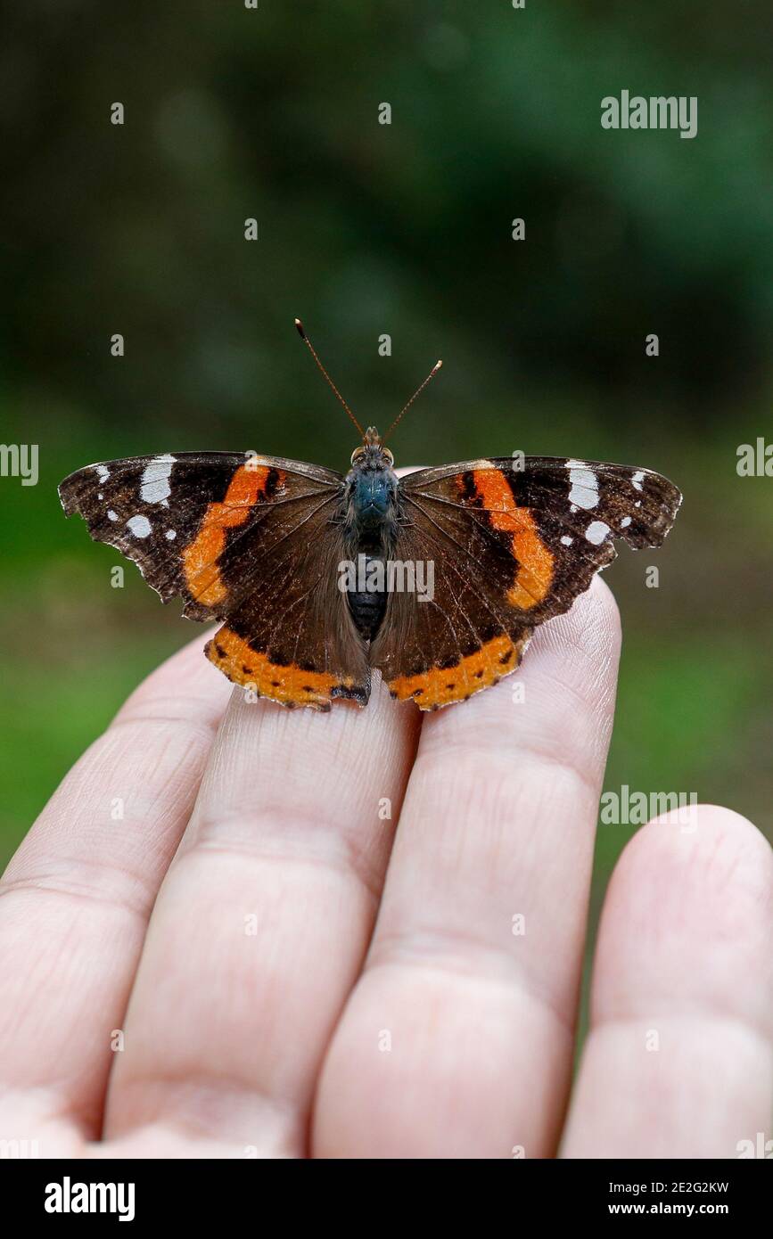 Vertical shot of a wonderful butterfly sitting on the hand Stock Photo ...