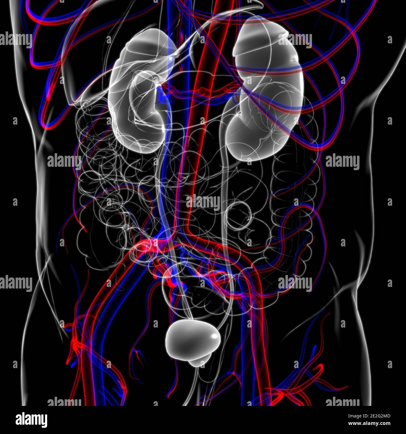 Human Urinary System Kidneys with Bladder Anatomy For Medical Concept ...