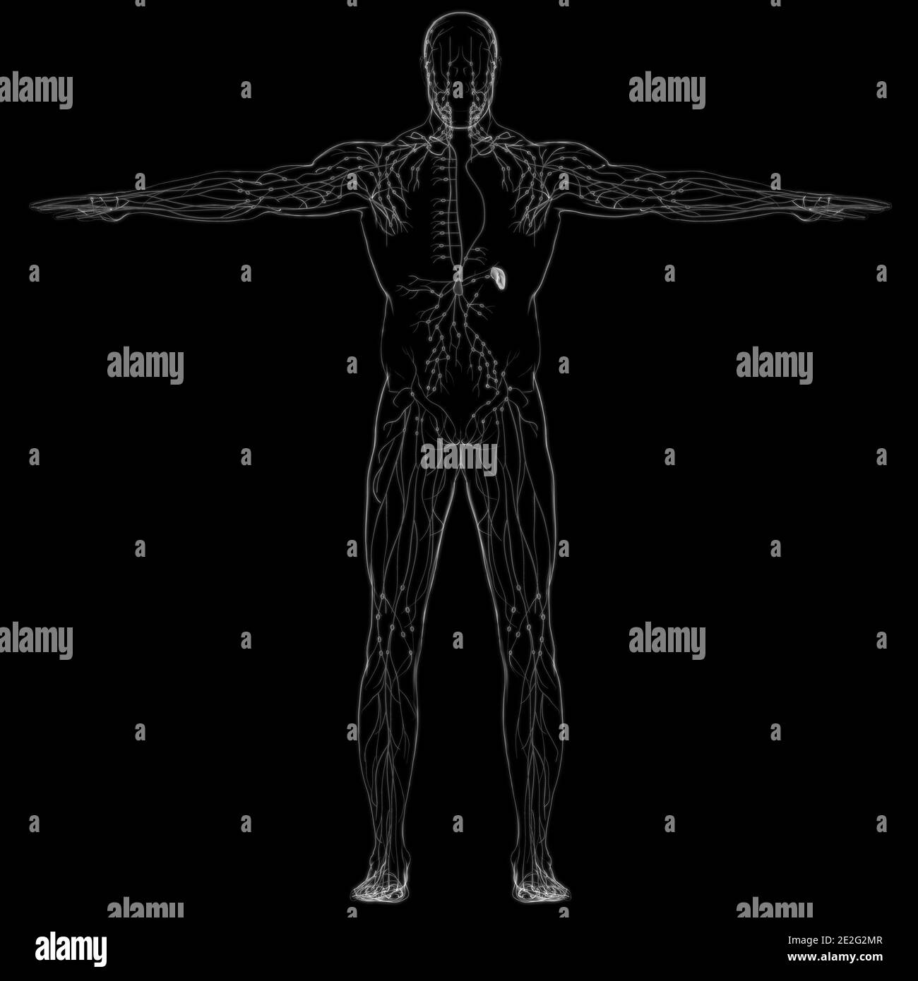 Lymph nodes human Black and White Stock Photos & Images - Alamy