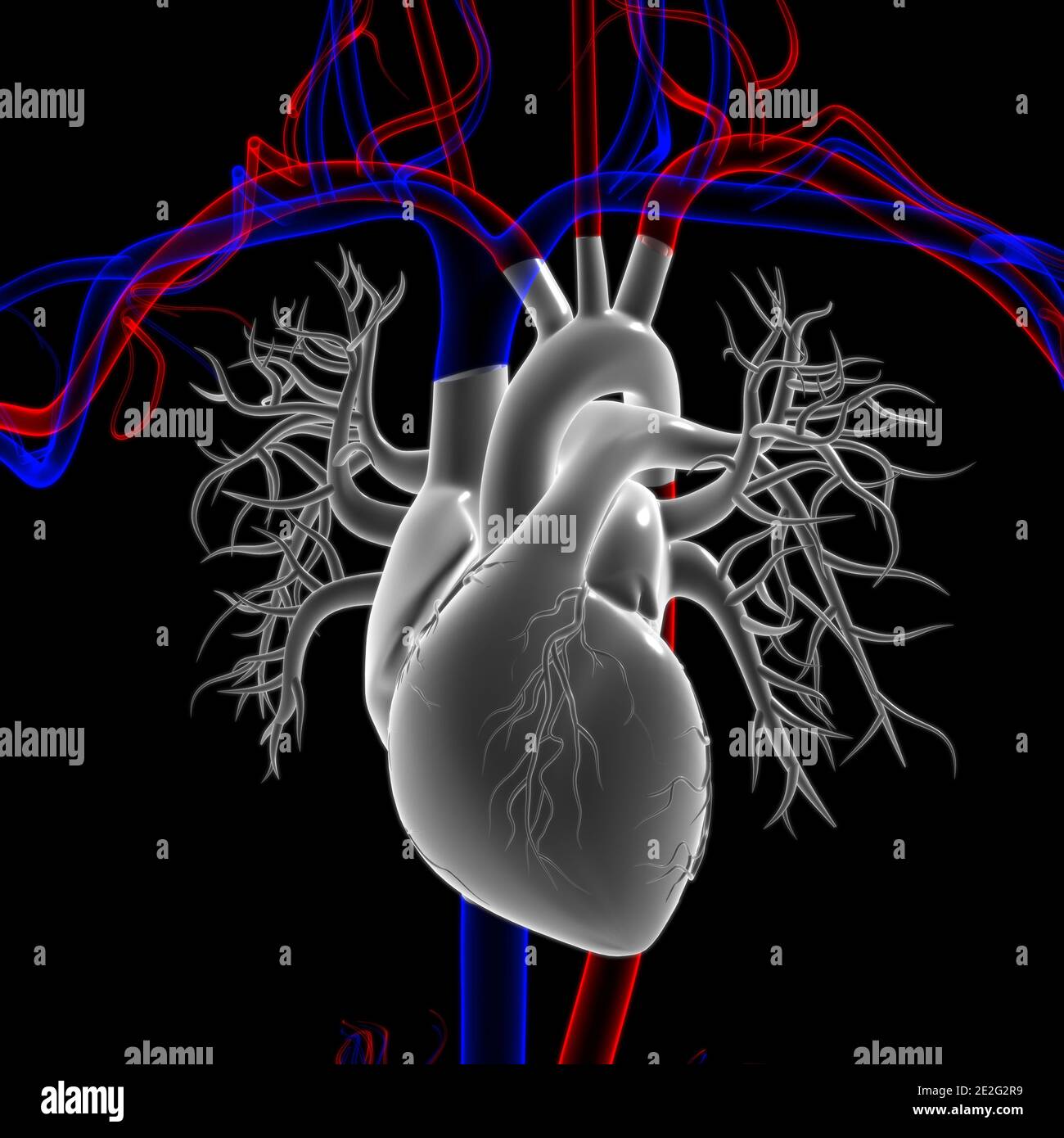 Human Heart Anatomy For Medical Concept 3D Illustration Stock Photo - Alamy