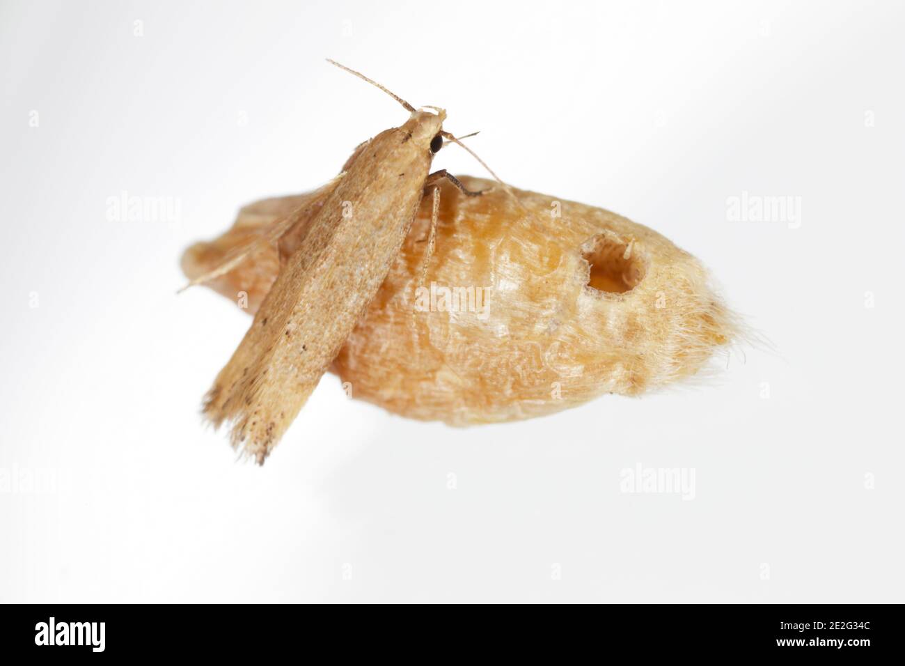 The Angoumois grain moth (Sitotroga cerealella) on damaged kernel. It ...