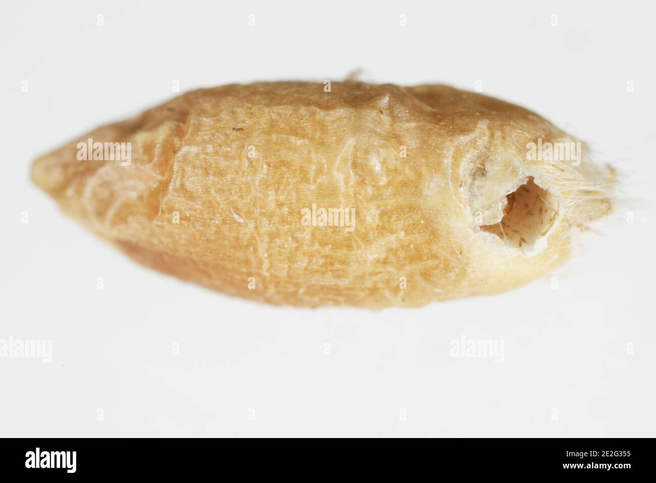 Angoumois grain moth sitotroga cerealella hi-res stock photography and ...