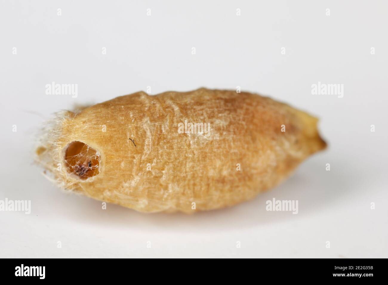 Sitotroga hi-res stock photography and images - Alamy