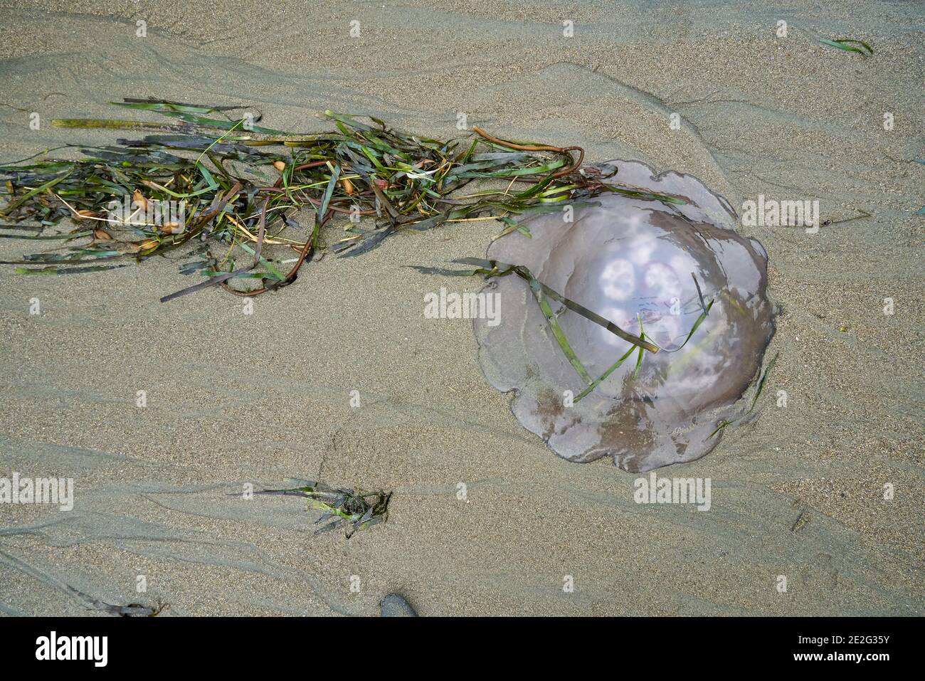 Seaweed stranded on beach hi-res stock photography and images - Alamy
