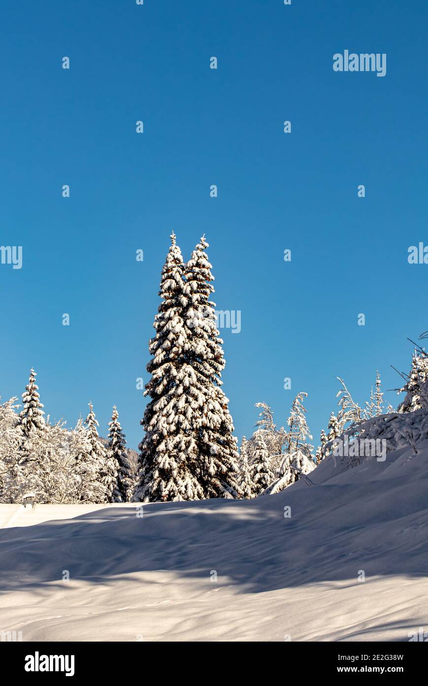 Spruce tree with clear sky Stock Photo - Alamy